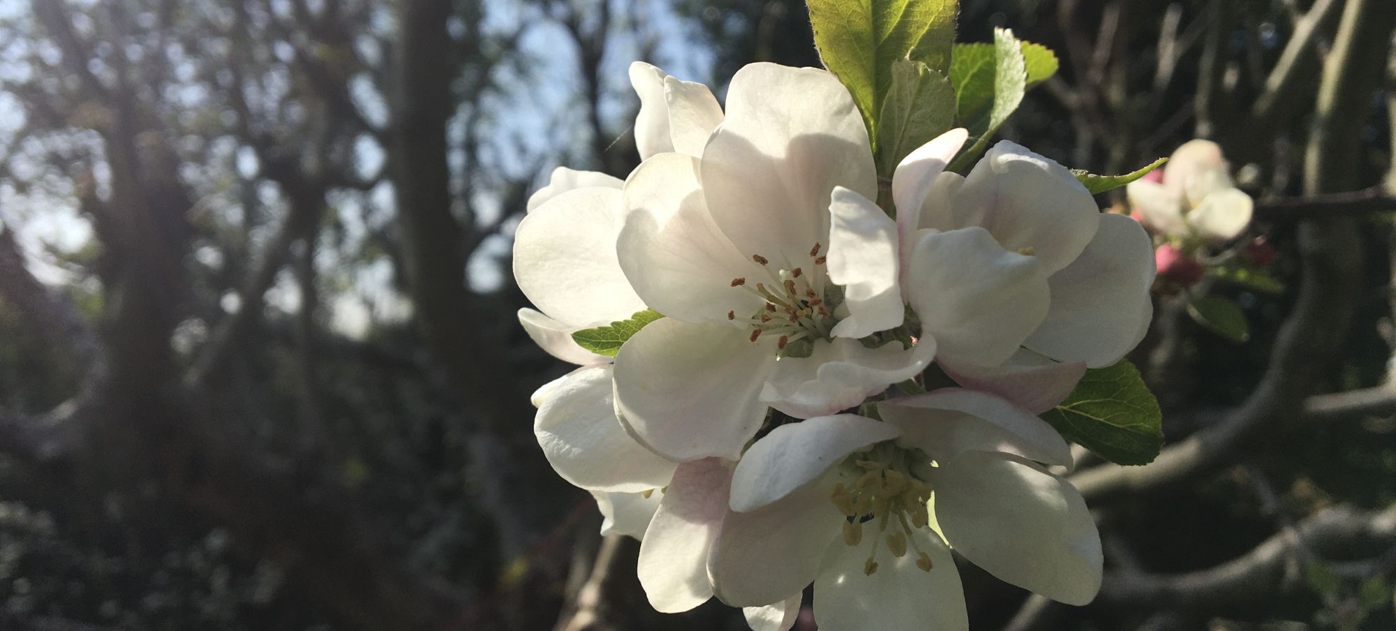 English Apples - Enjoy all the different varieties around Britain